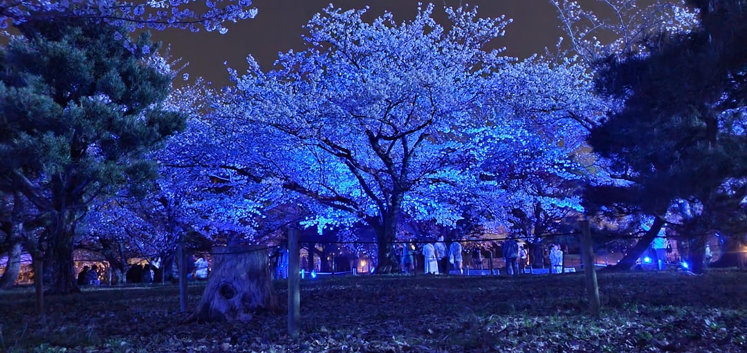Fukuoka castle 2023 cherry blossom festival at Ohori Park at night. - Alo Japan All About Japan