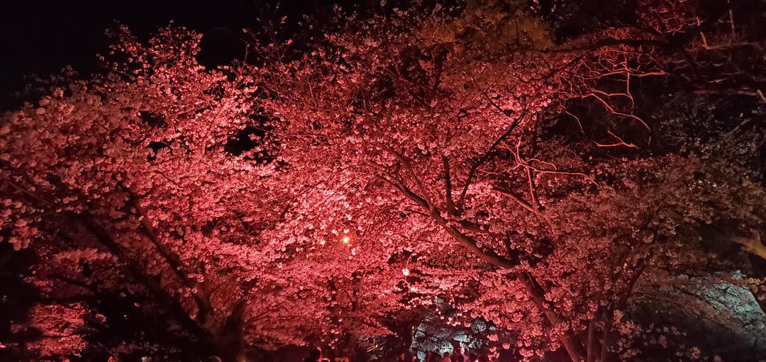 Fukuoka castle 2023 cherry blossom festival at Ohori Park at night. - Alo Japan All About Japan