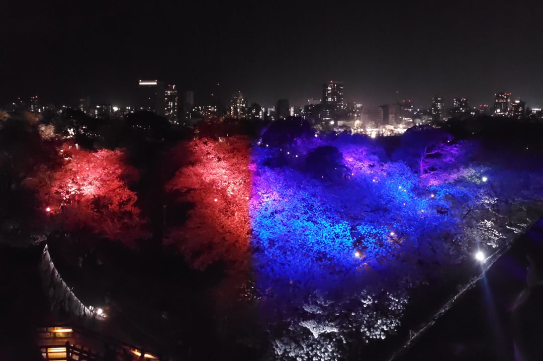 Fukuoka castle 2023 cherry blossom festival at Ohori Park at night. - Alo Japan All About Japan