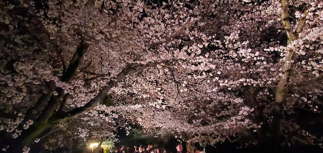 Fukuoka castle 2023 cherry blossom festival at Ohori Park at night. - Alo Japan All About Japan