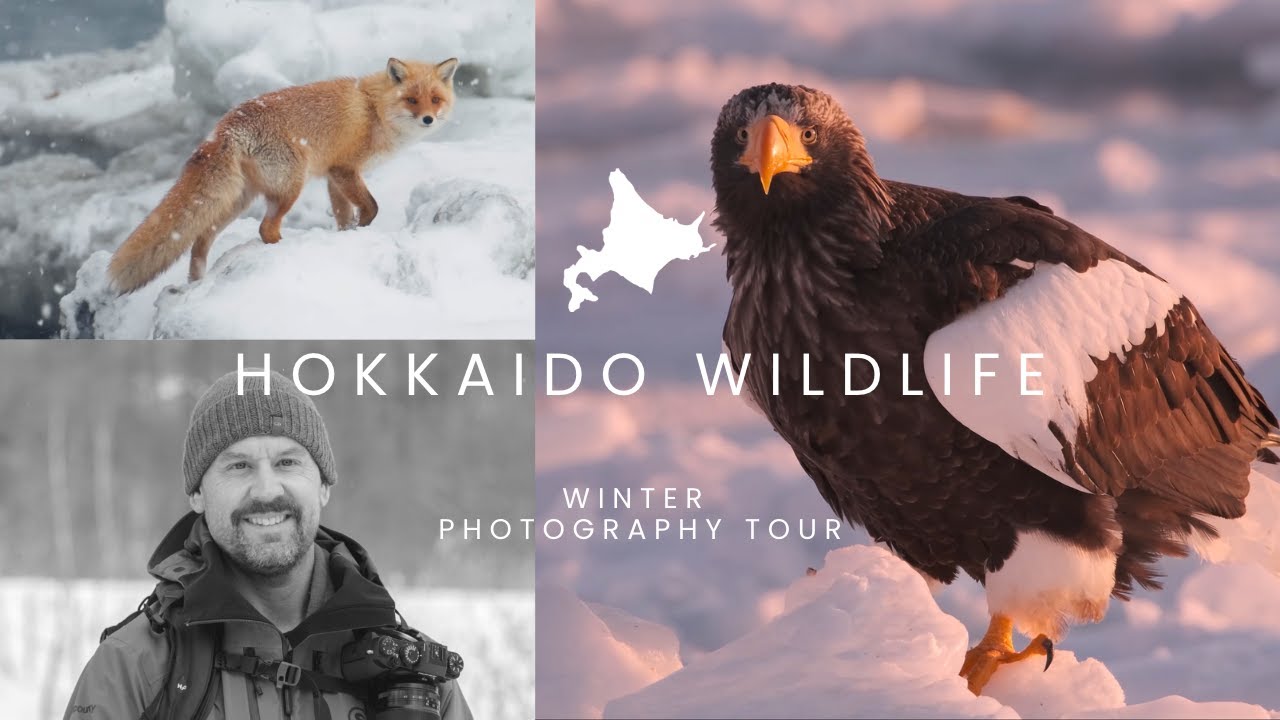 Eastern Hokkaido Winter Wildlife & Photography Tour - Alo Japan All ...