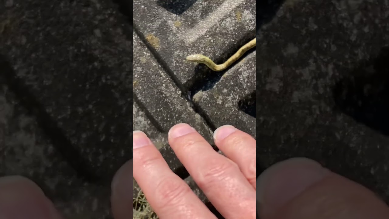 #spring #small snakes #walking #blocks #ditching #playing #Part 1 #春の ...