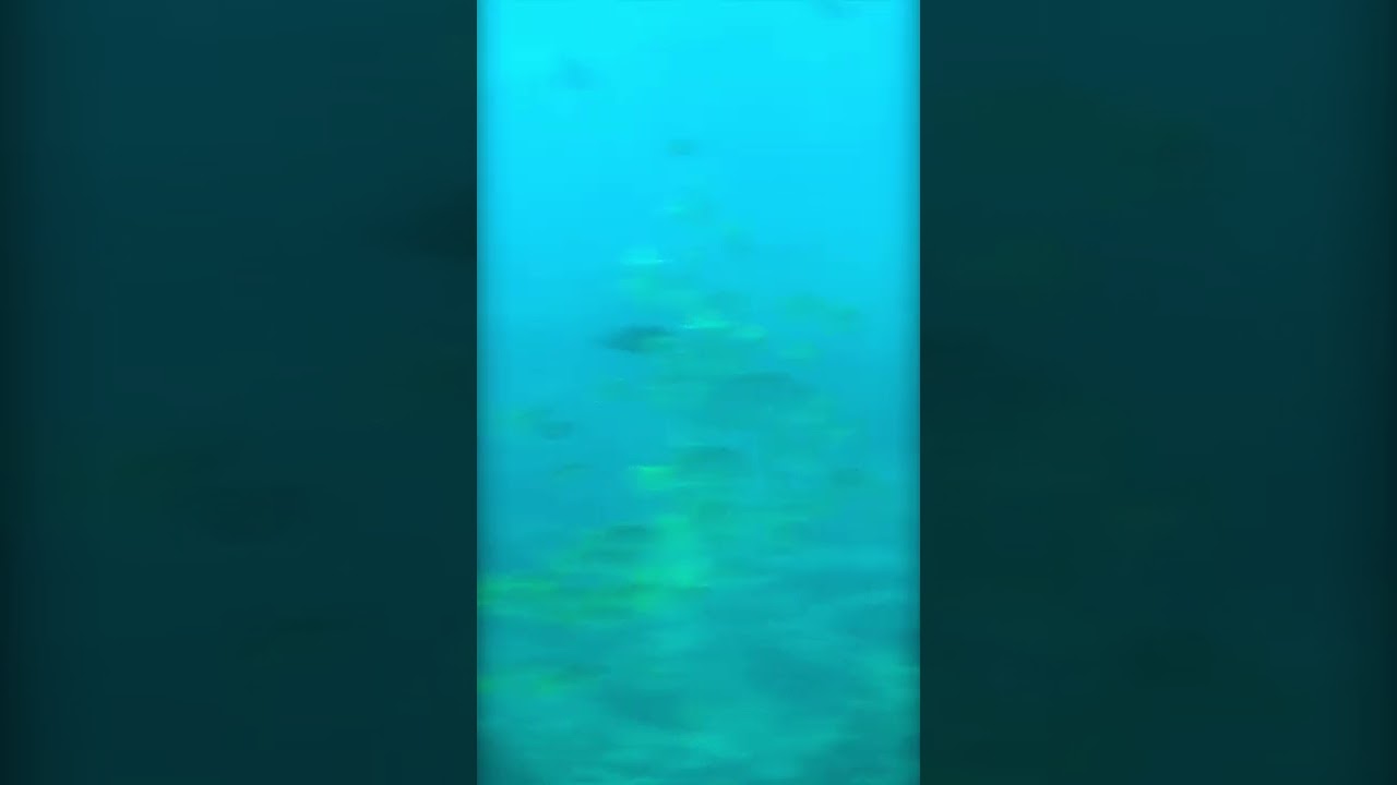 Underwater Observatory at Busena Marine Park, Okinawa. 🐟🐟🐟 #okinawa # ...