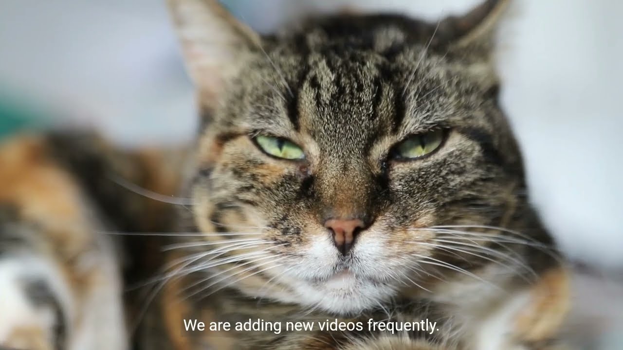 Exploring 20 Fascinating Cat Islands Around the World - Alo Japan All ...