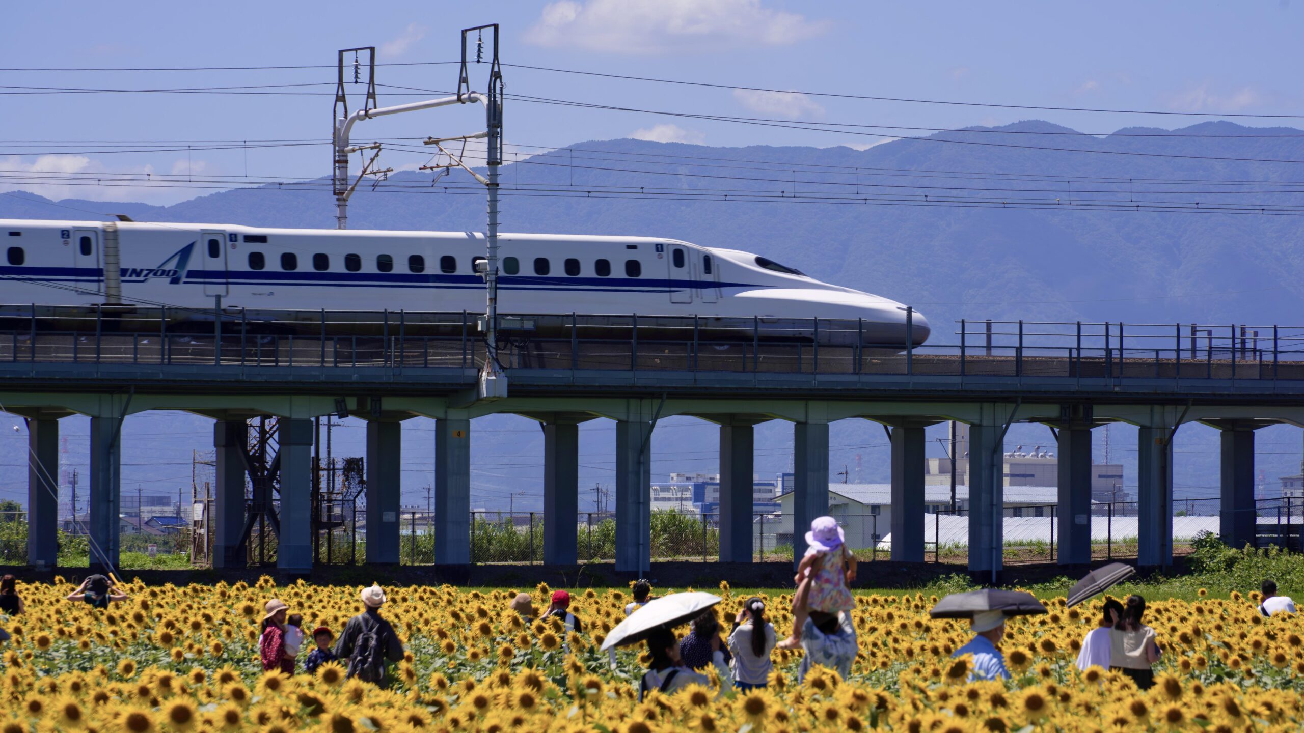 Tokaido Shinkansen train passing Ogaki Sunflower Field, Gifu - Alo ...