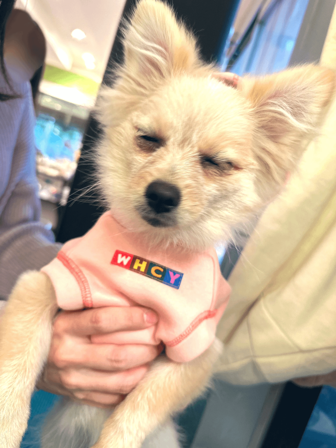 Uchida Shuu Introduced Kito Akari and Takayanagi Tomoyo to Her Dog ...