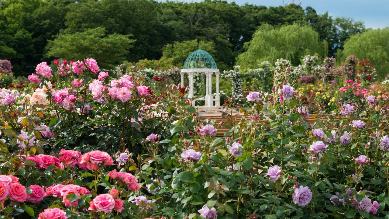 “Keisei Rose Garden” for relaxing & healing Yachiyo, Chiba, Japan ...