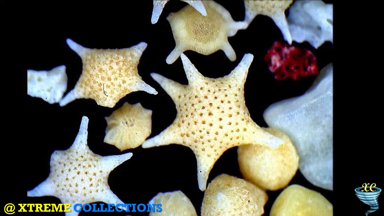 The Star-Shaped Sand Grains on the Beach of Iriomote Island, Japan ...