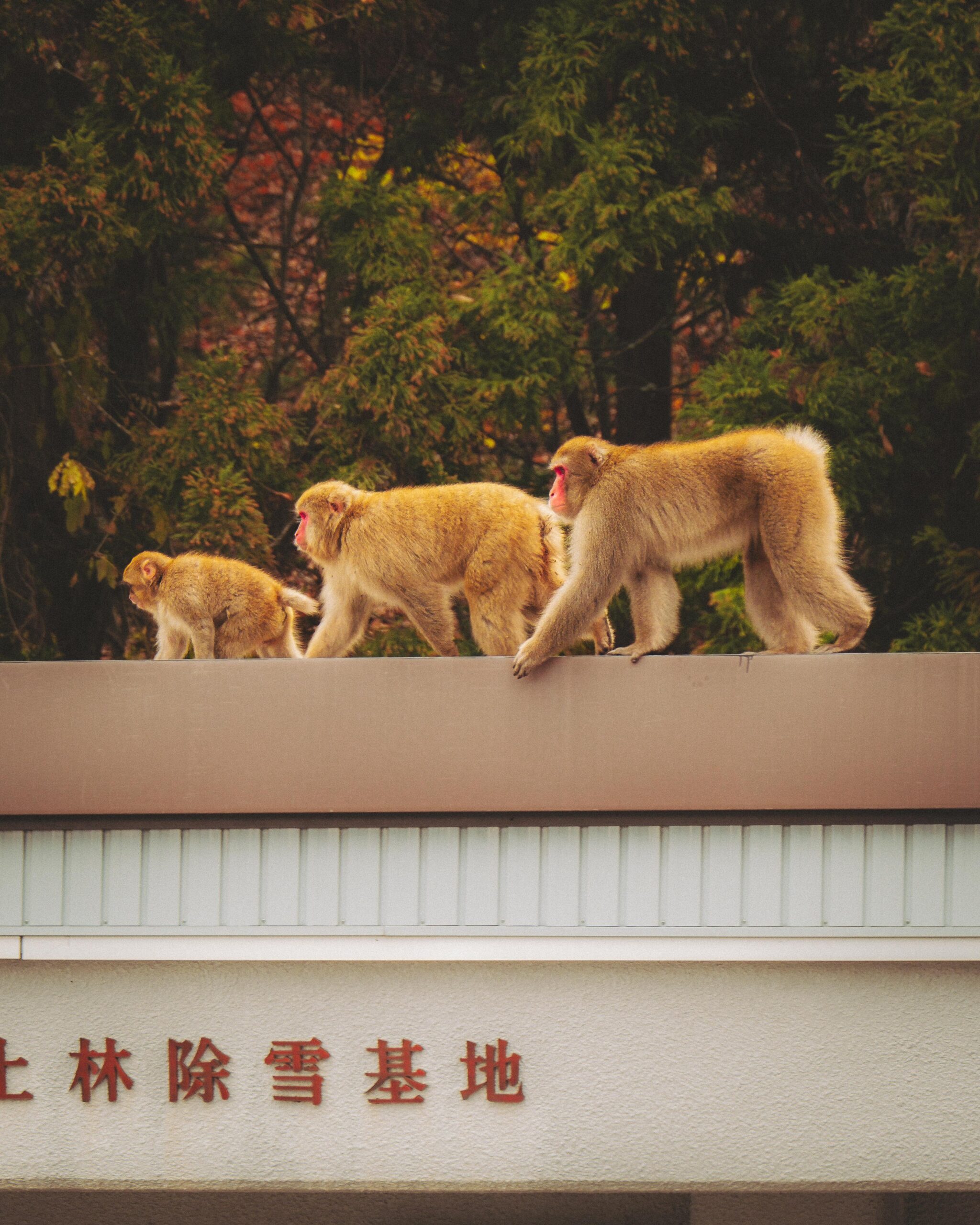 Family Line - Alo Japan
