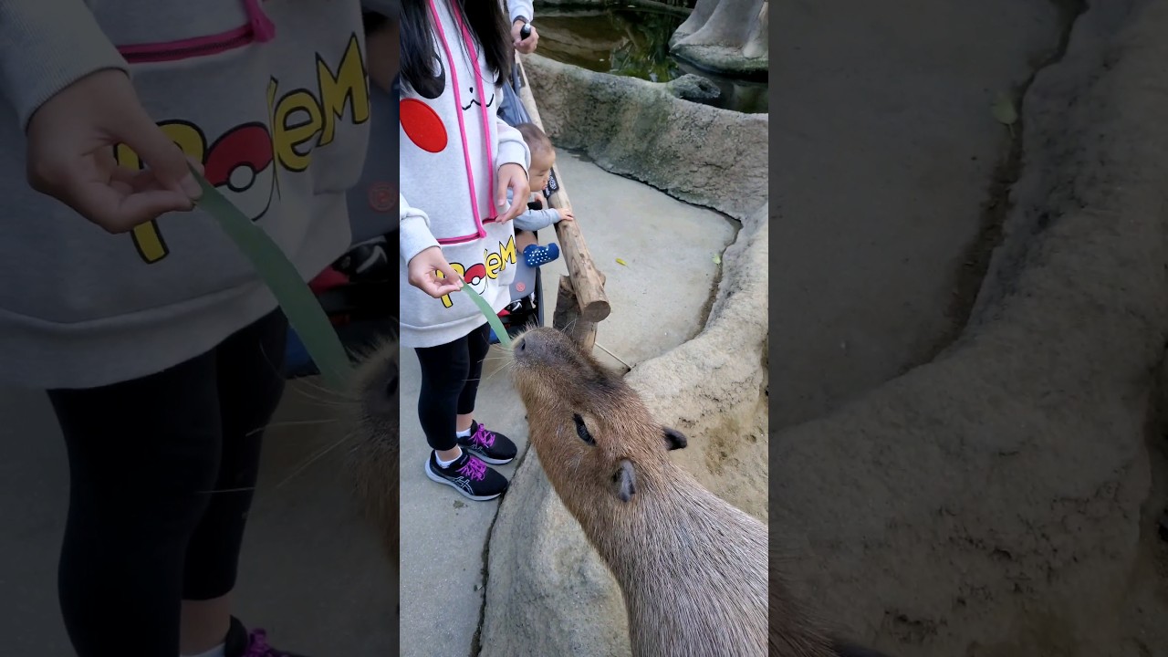 Capybara in real life!! Visiting Kobe Animal Kingdom - Japan Trip ...