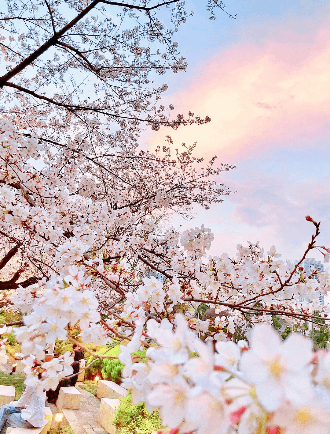 Takao Kanon × Sakura🌸 Alo Japan