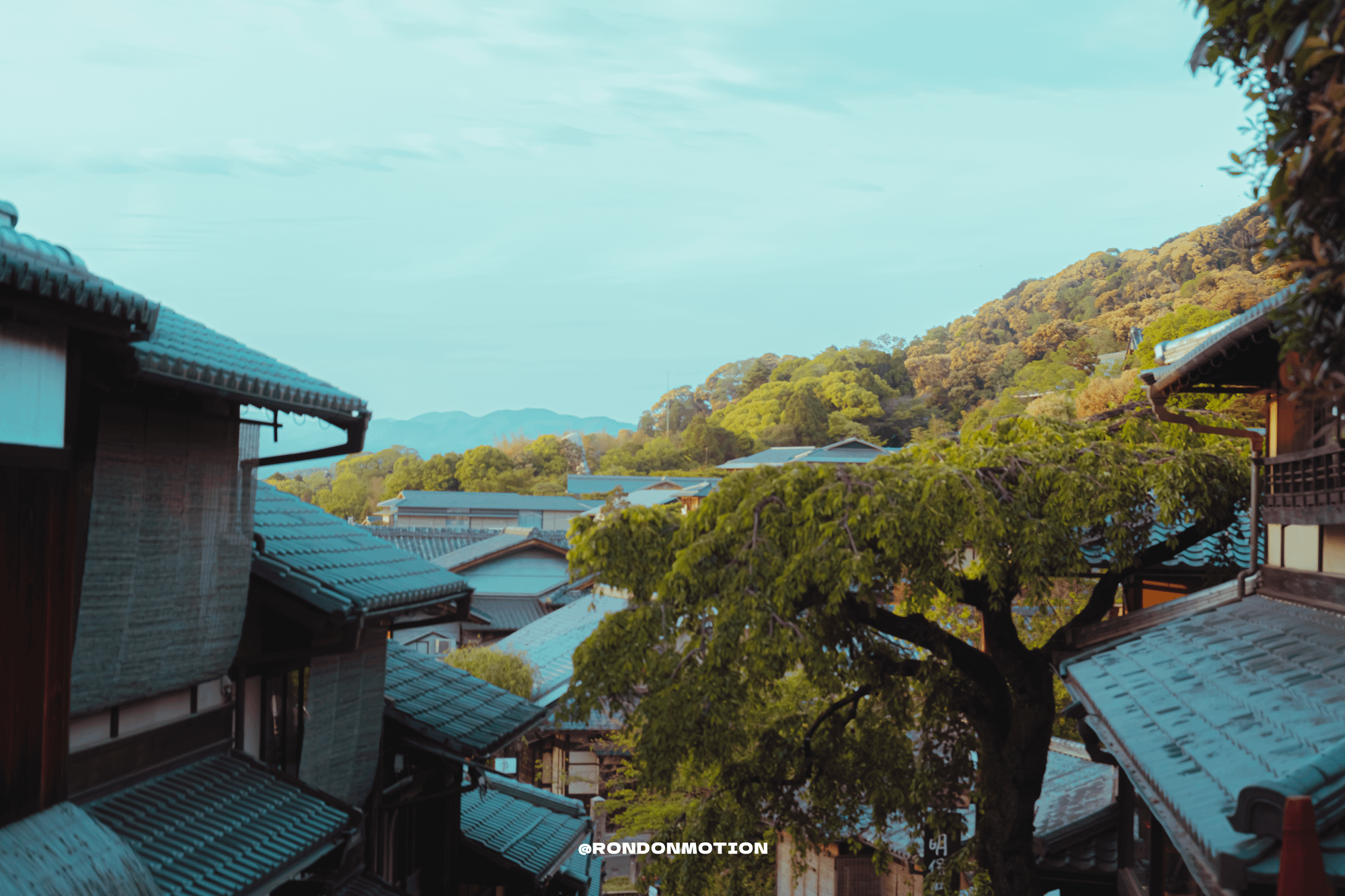 Sad news! The iconic tree in Kyoto, halfway down on the right, has ...