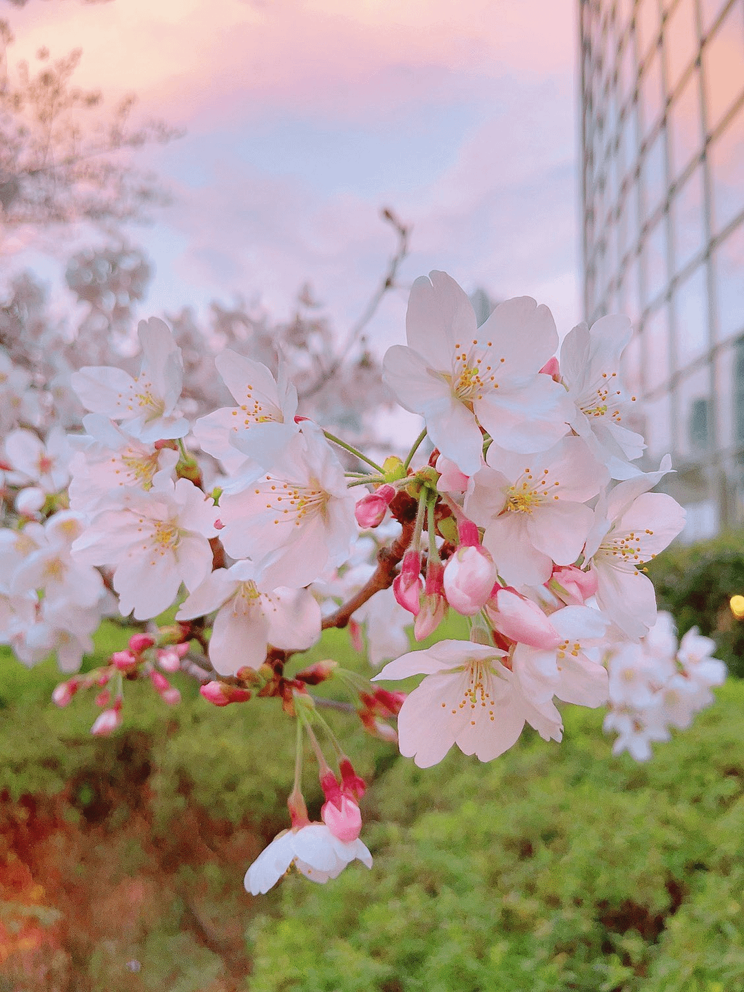 Takao Kanon × Sakura🌸 Alo Japan