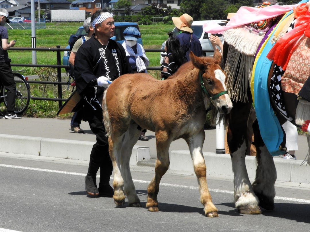 Chagu Chagu Umako, Takizawa and Morioka, Iwate Prefecture - Alo Japan ...