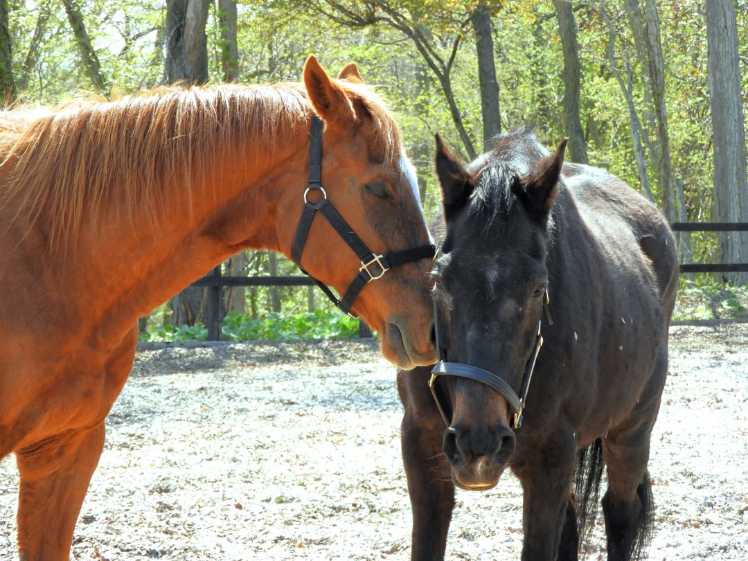 A tourist ranch where retired racehorses and riding horses spend the ...