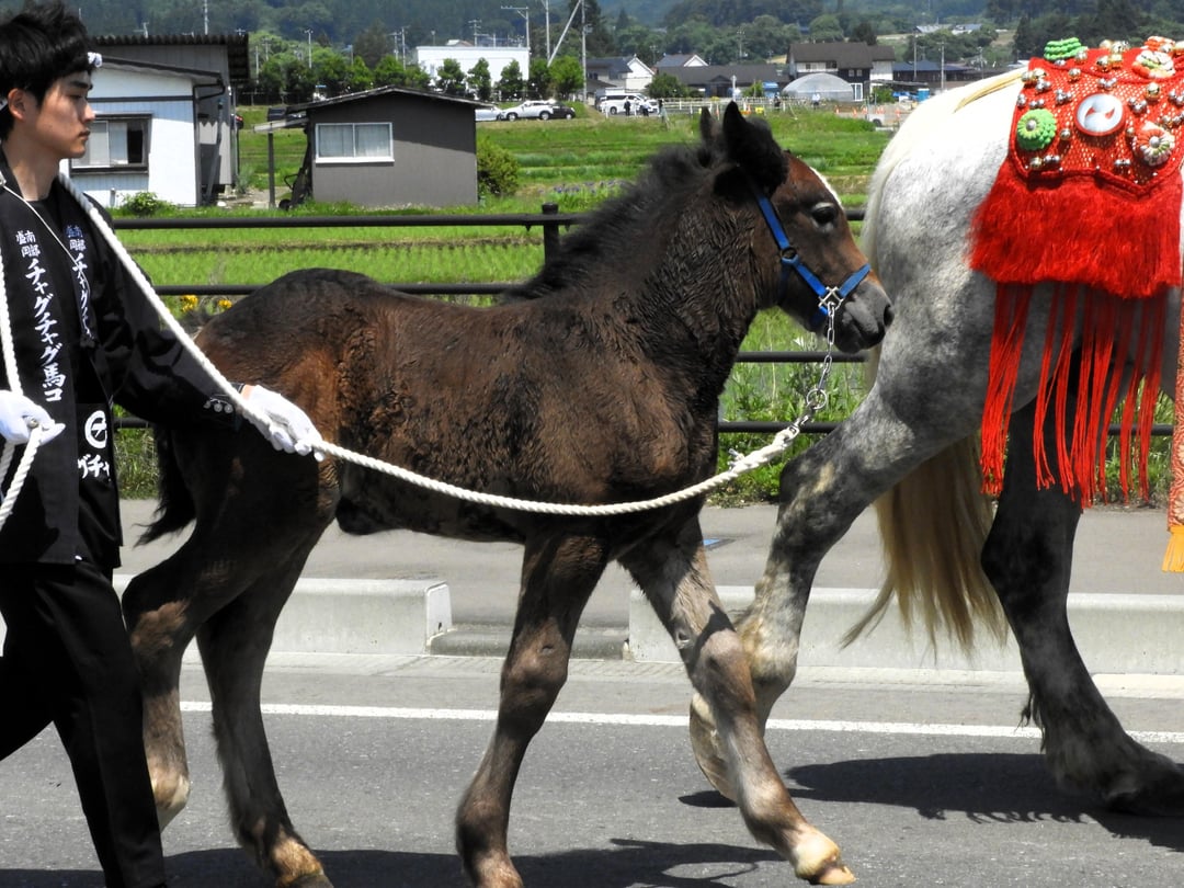 Chagu Chagu Umako, Takizawa and Morioka, Iwate Prefecture - Alo Japan ...
