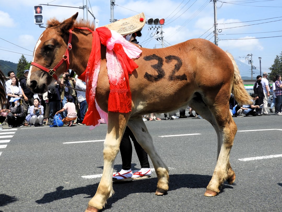 Chagu Chagu Umako, Takizawa and Morioka, Iwate Prefecture - Alo Japan ...
