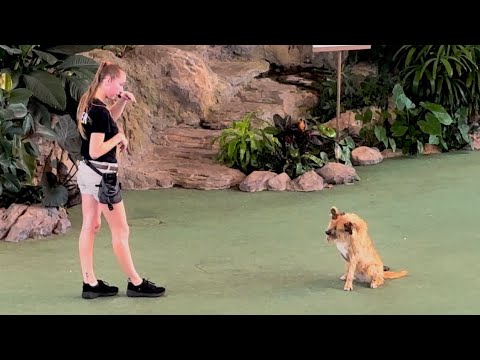 Animal Actors on Location at Universal Orlando Resort - Alo Japan