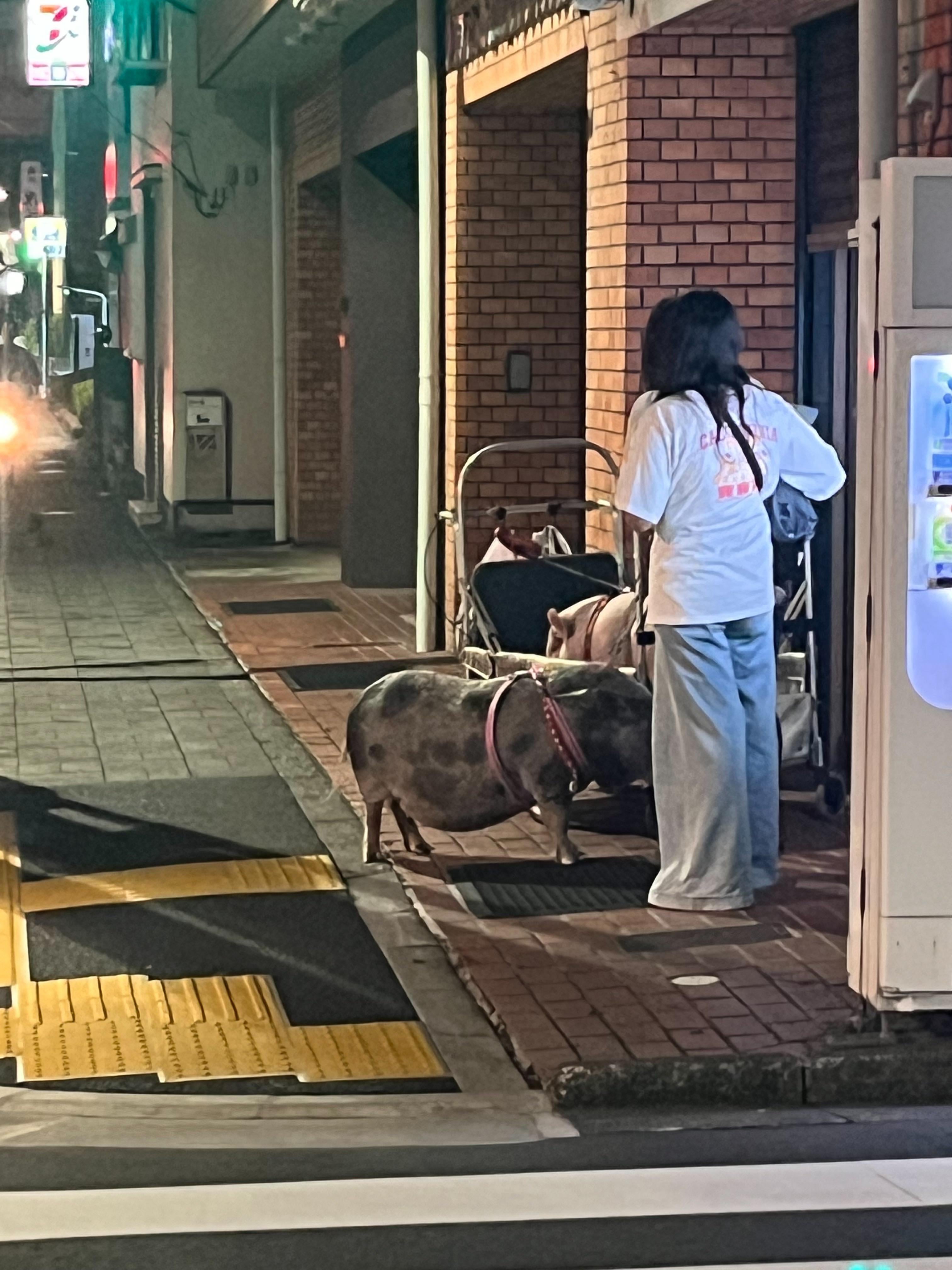 Spotted a small family of pigs! - Alo Japan