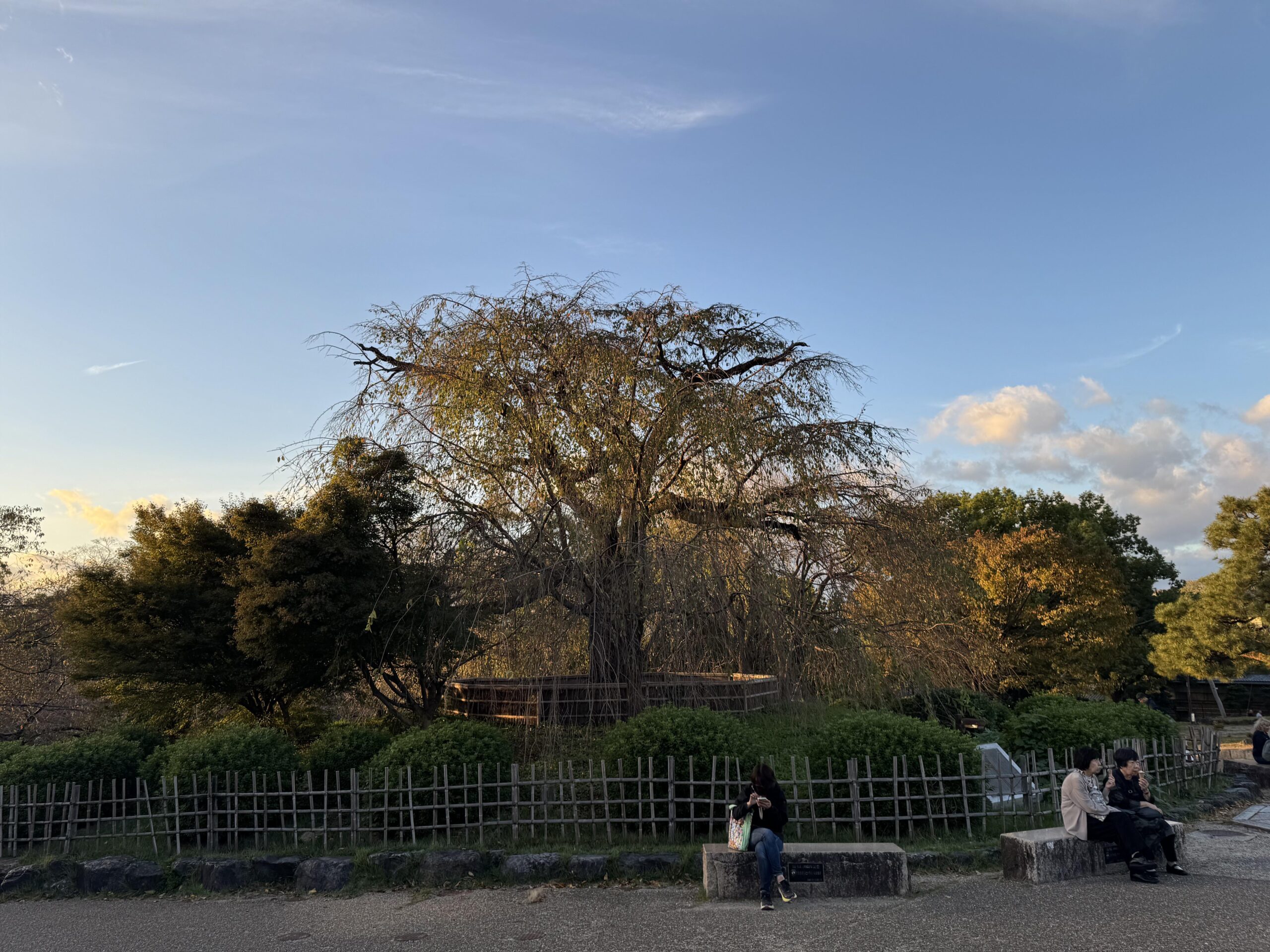 Gion Shidare Zakura in Maruyama Park - Alo Japan All About Japan