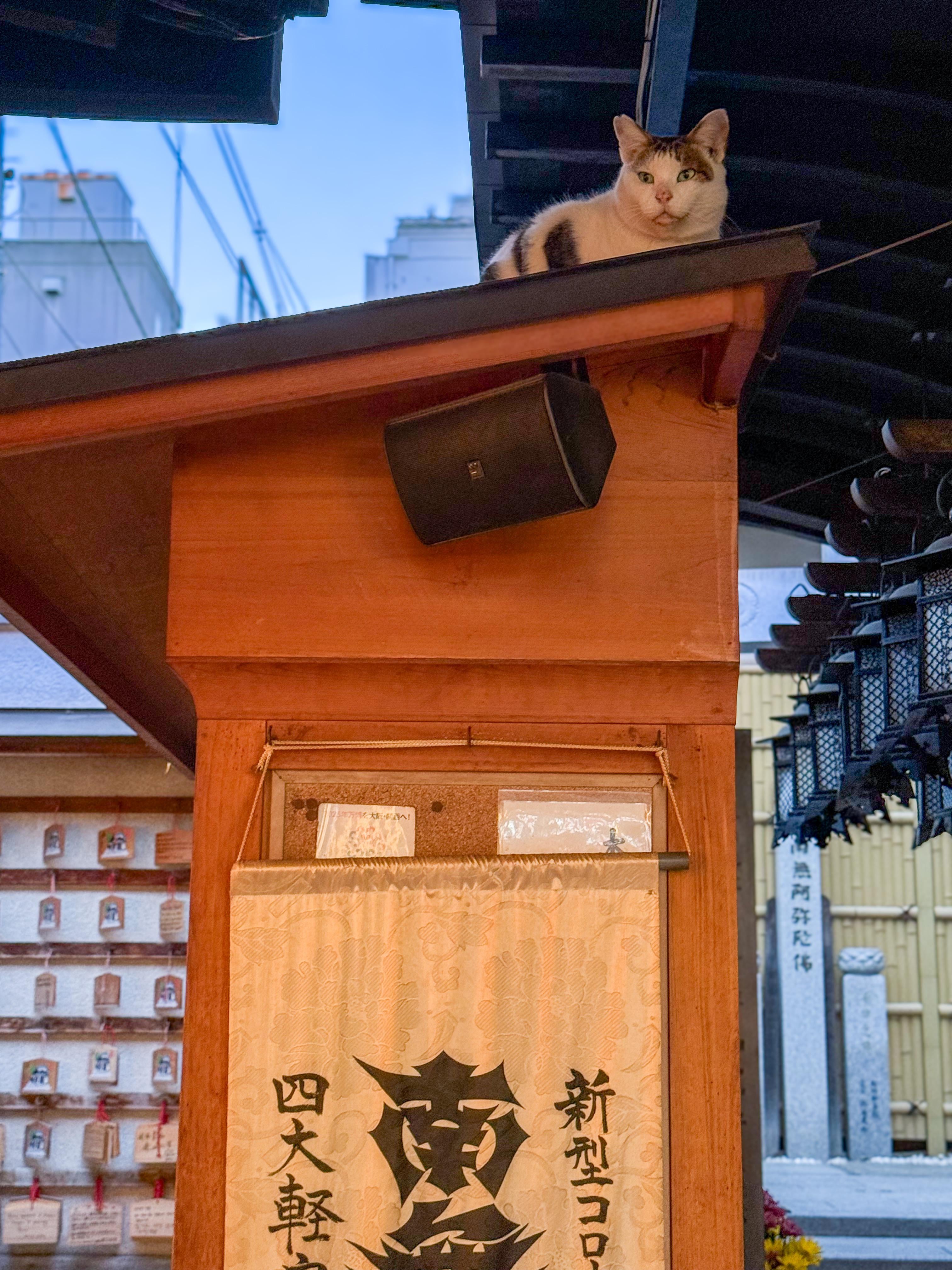 Shrine cat in Osaka - Alo Japan