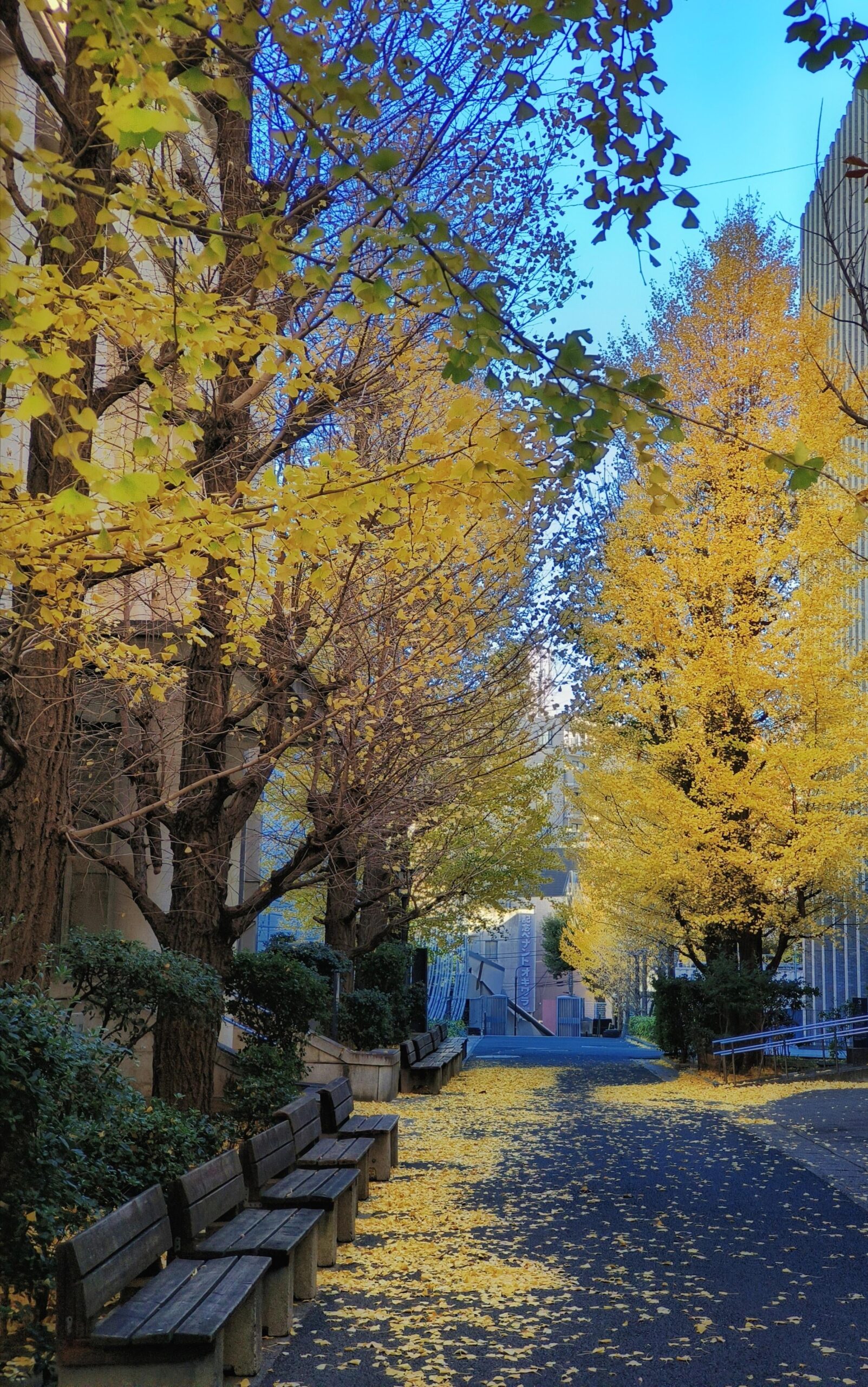 Fall tokyo , dec 15 2024, waseda campus - Alo Japan