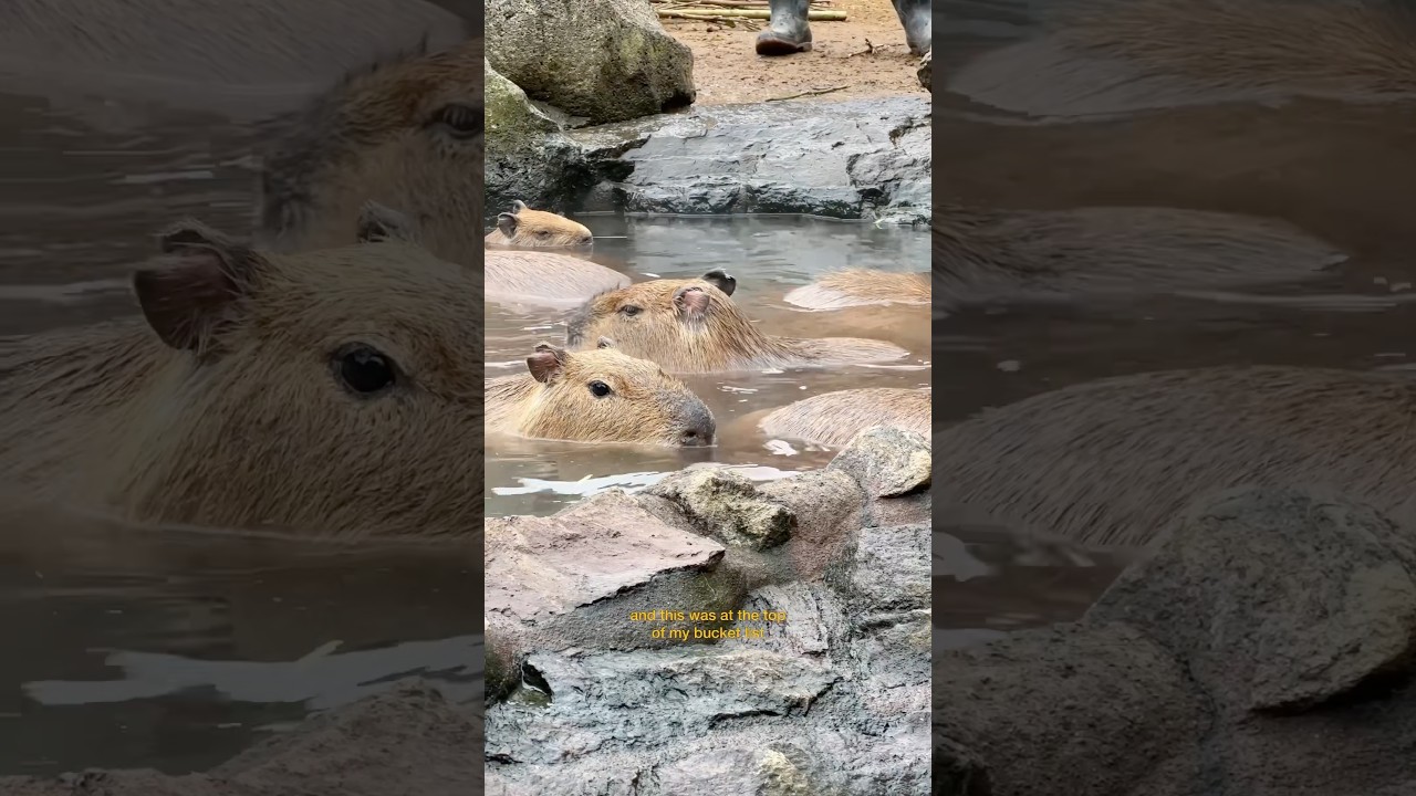 Come with me to visit the capybara onsen, details in the vlog 🧸🌹 # ...
