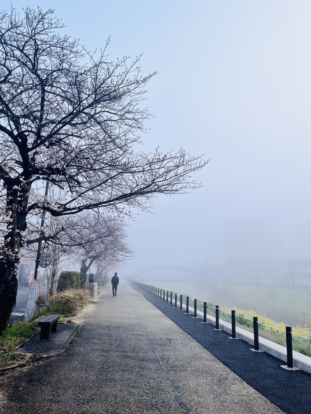 Good morning! A dreamy scene with cherry blossoms by the riverside ...