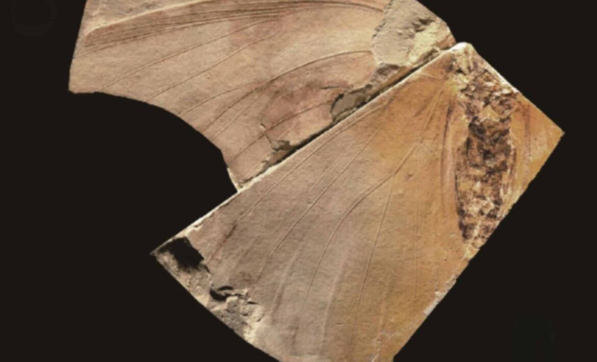 What Was Hiding in Japan’s Museum for Decades? A Mysterious Extinct ...